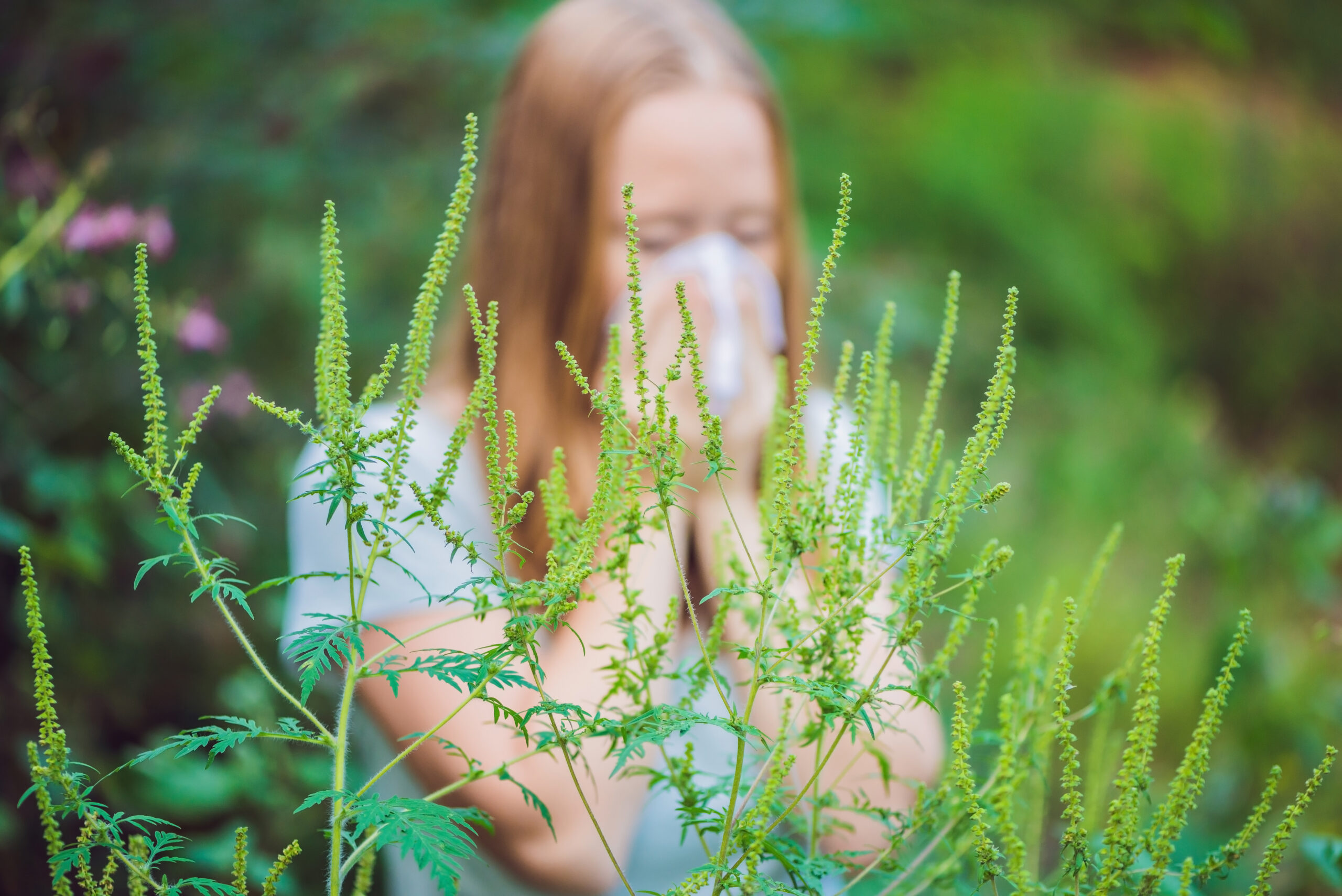 New Ragweed Allergy Prescription Available At Watkins Clinic Watkins